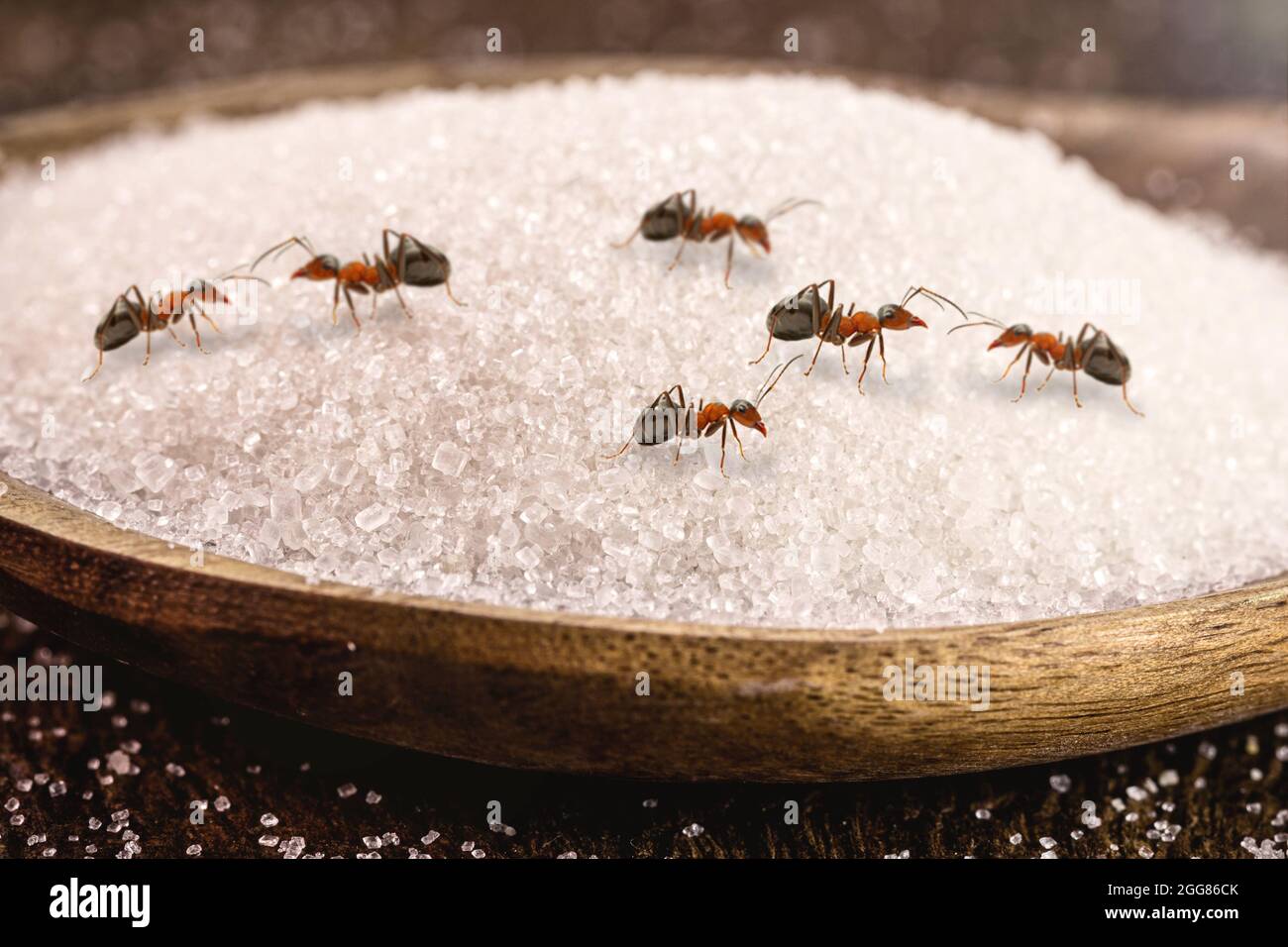 spoon of sugar with many red ants on it, insects indoors, danger of ...