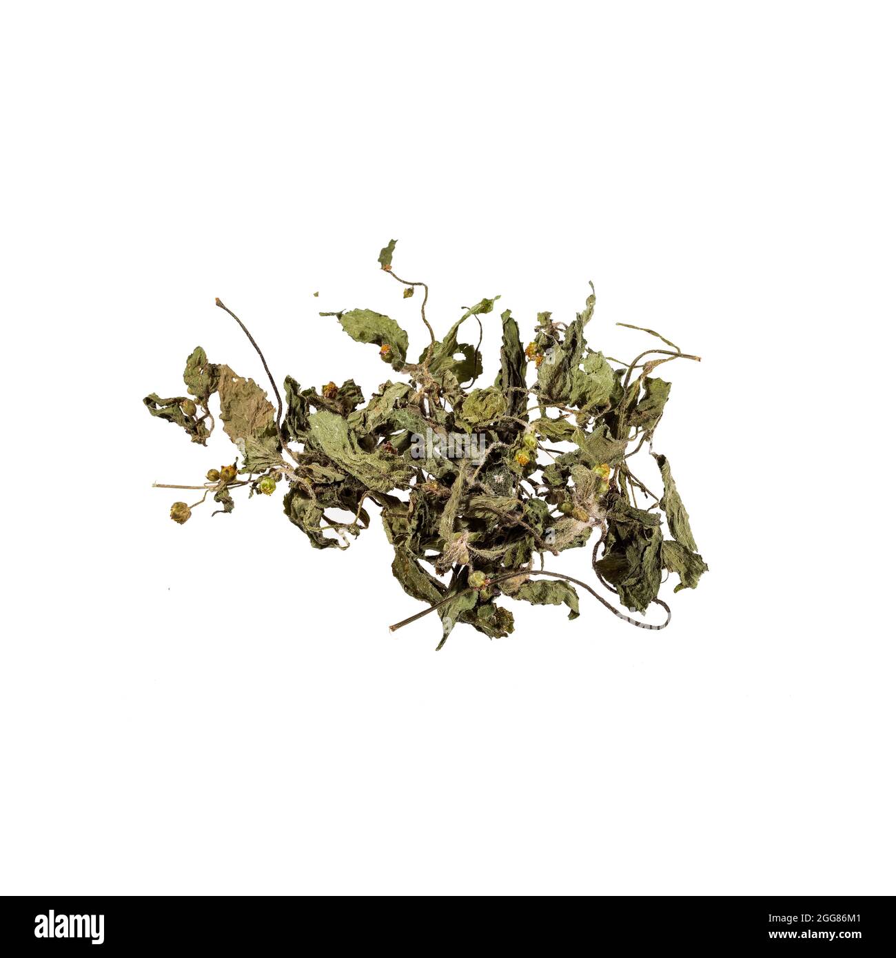 Dry dehydrated leaves of guasca - Galinsoga parviflora Stock Photo - Alamy