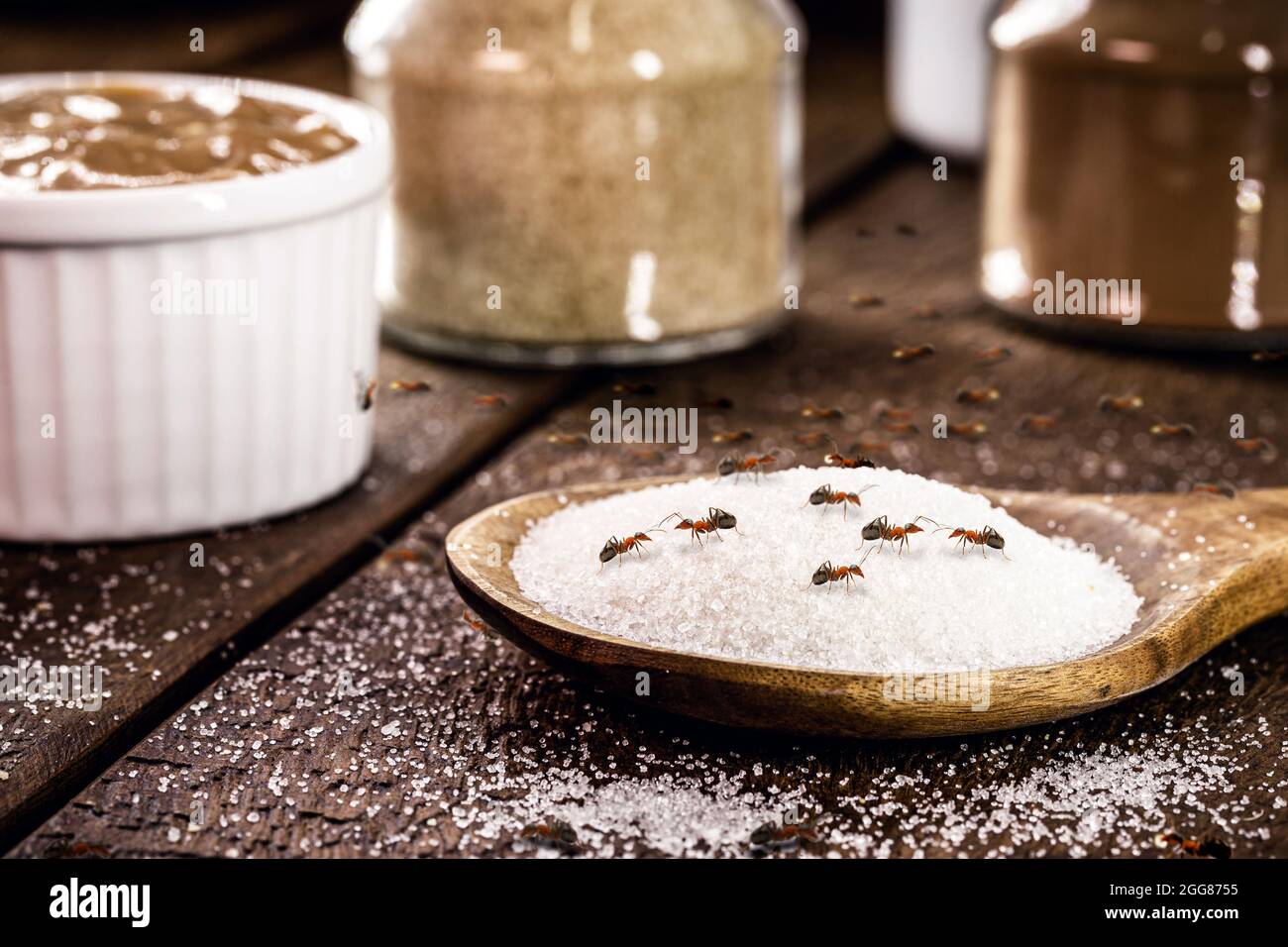 spoon of sugar with many red ants on the table, insects indoors, sweet ...