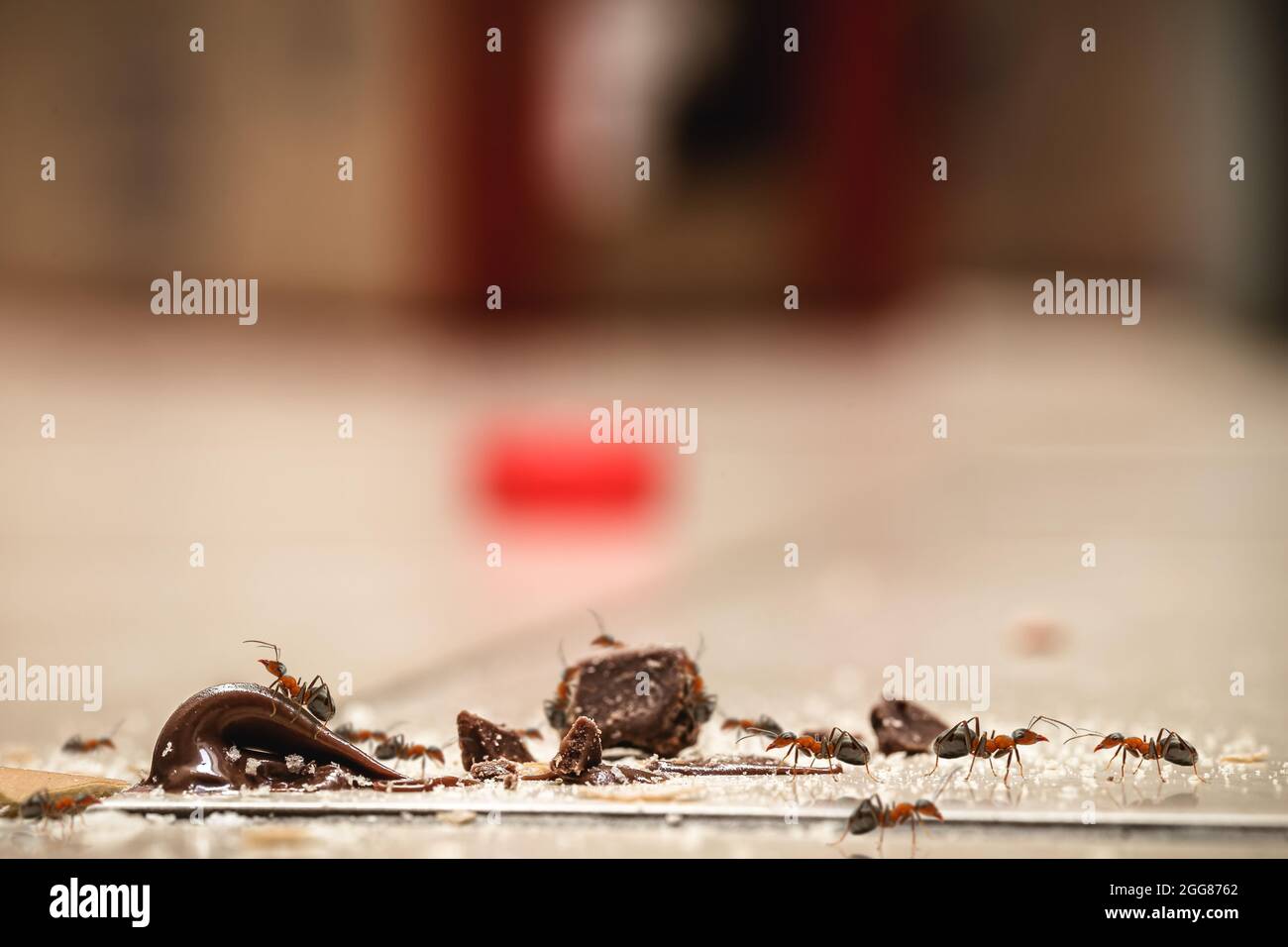 sweet ants on the floor, eating leftovers of candy, crumbs and ...