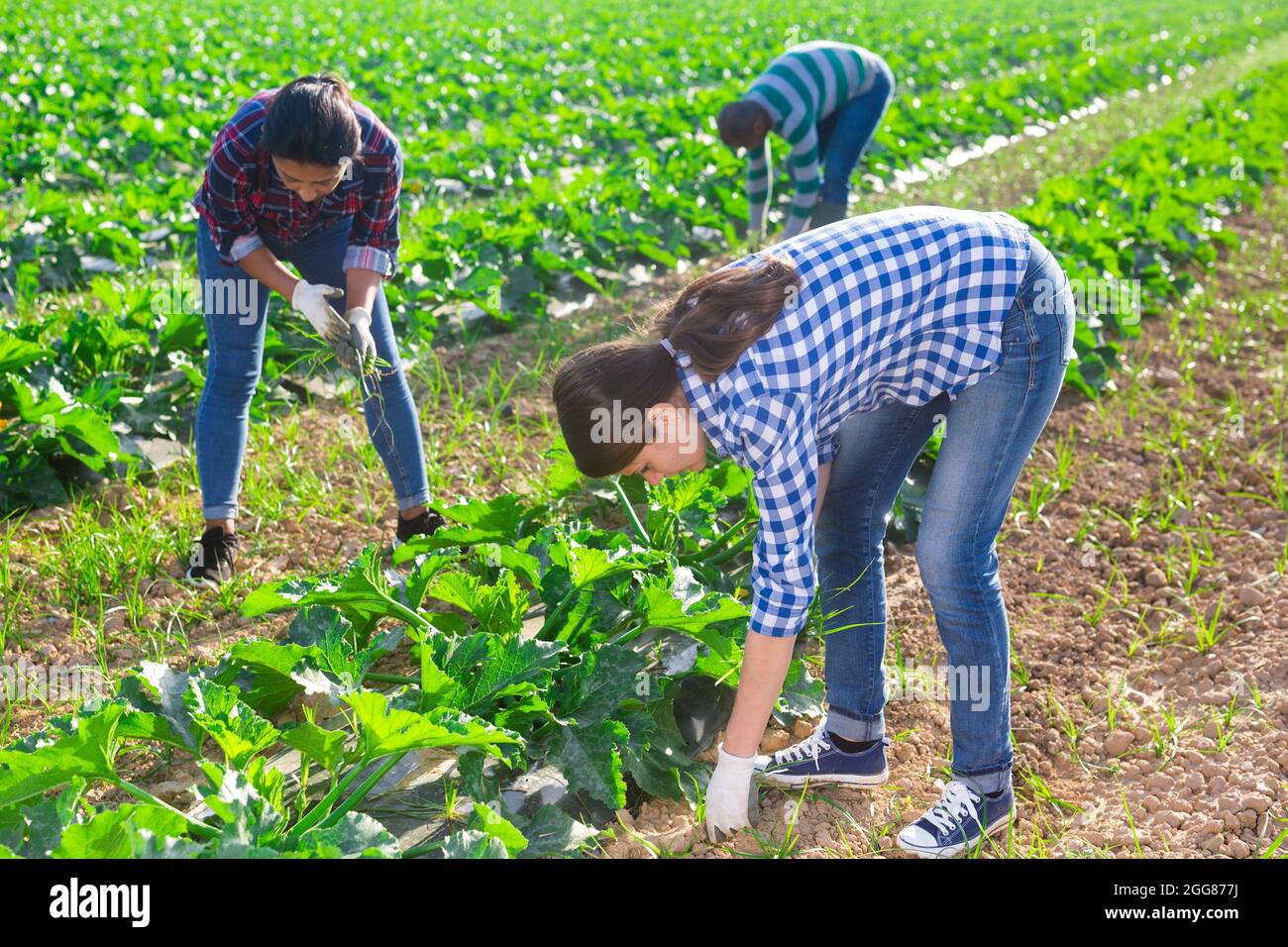 Hired workers remove weeds on field with growing zucchini closeup Stock ...