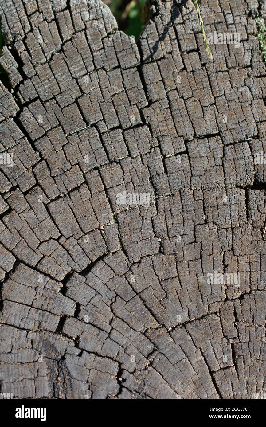 Old Weathered cracked tree stump texture background with the cross section Stock Photo - Alamy