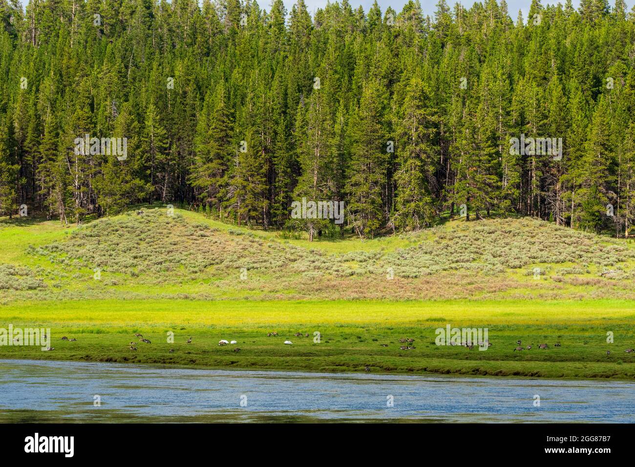 Trumpeter swans and Canadian geese in Hayden Valley, Yellowstone ...