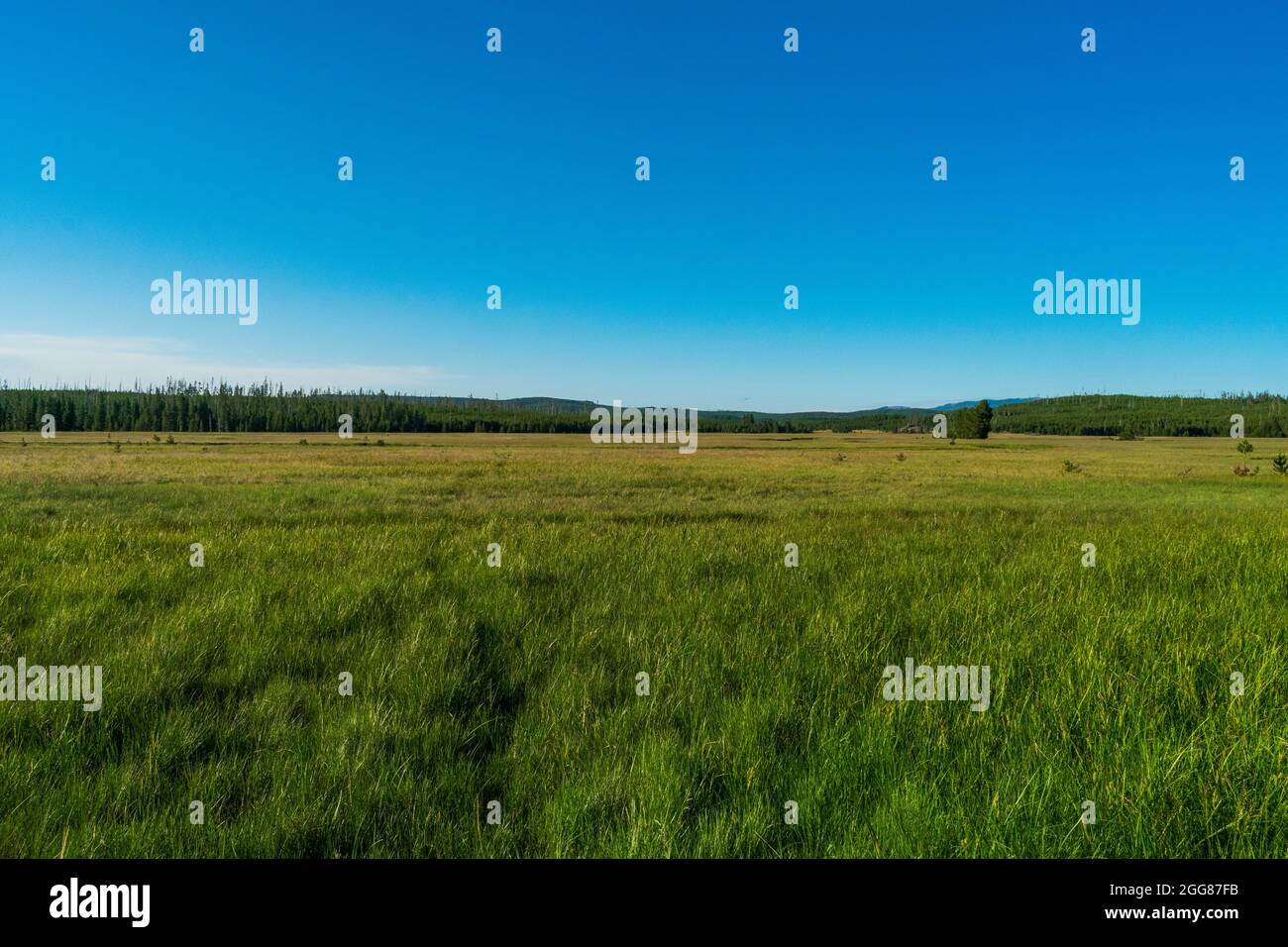 Green grass waves in breeze in Yellowstone National Park, USA Stock ...