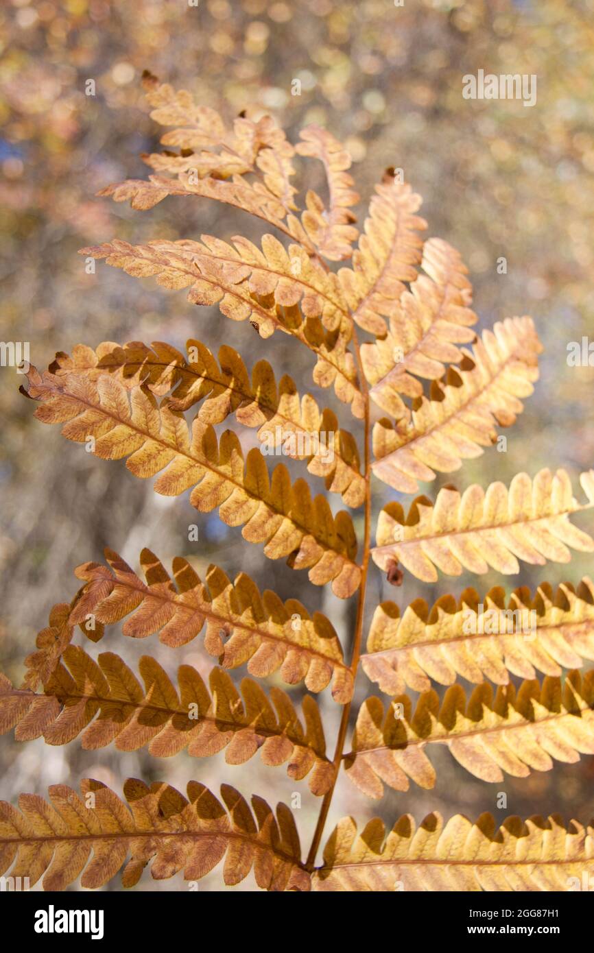 Single Leaf of Autumn or Fall Fern in Seasonal Colors on the ground ...
