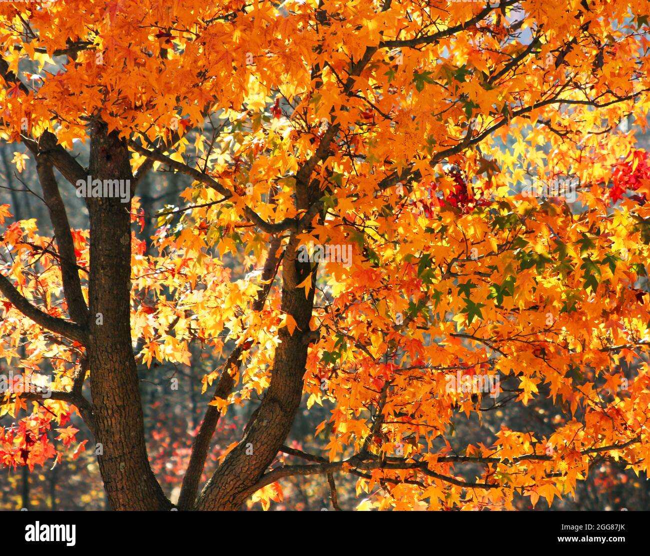 Bright Orange leaves in full fall foliage on a tree in Pennsylvania ...
