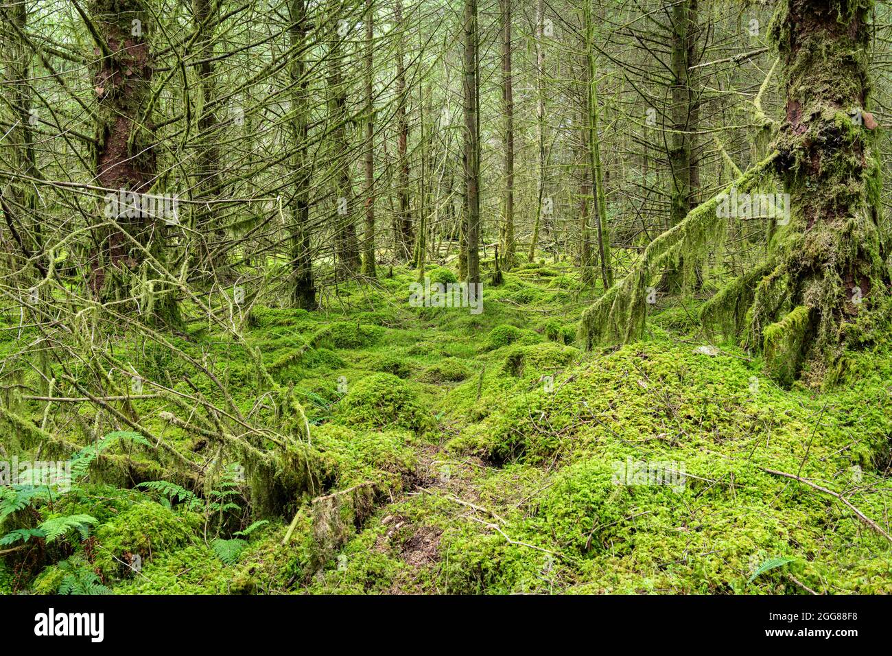 Ardcastle hi-res stock photography and images - Alamy