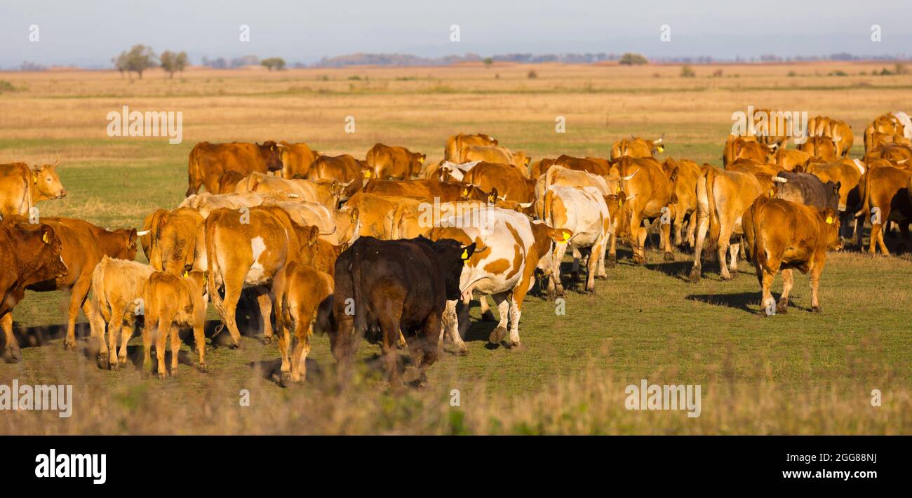 Hungary cattle cows hi-res stock photography and images - Alamy