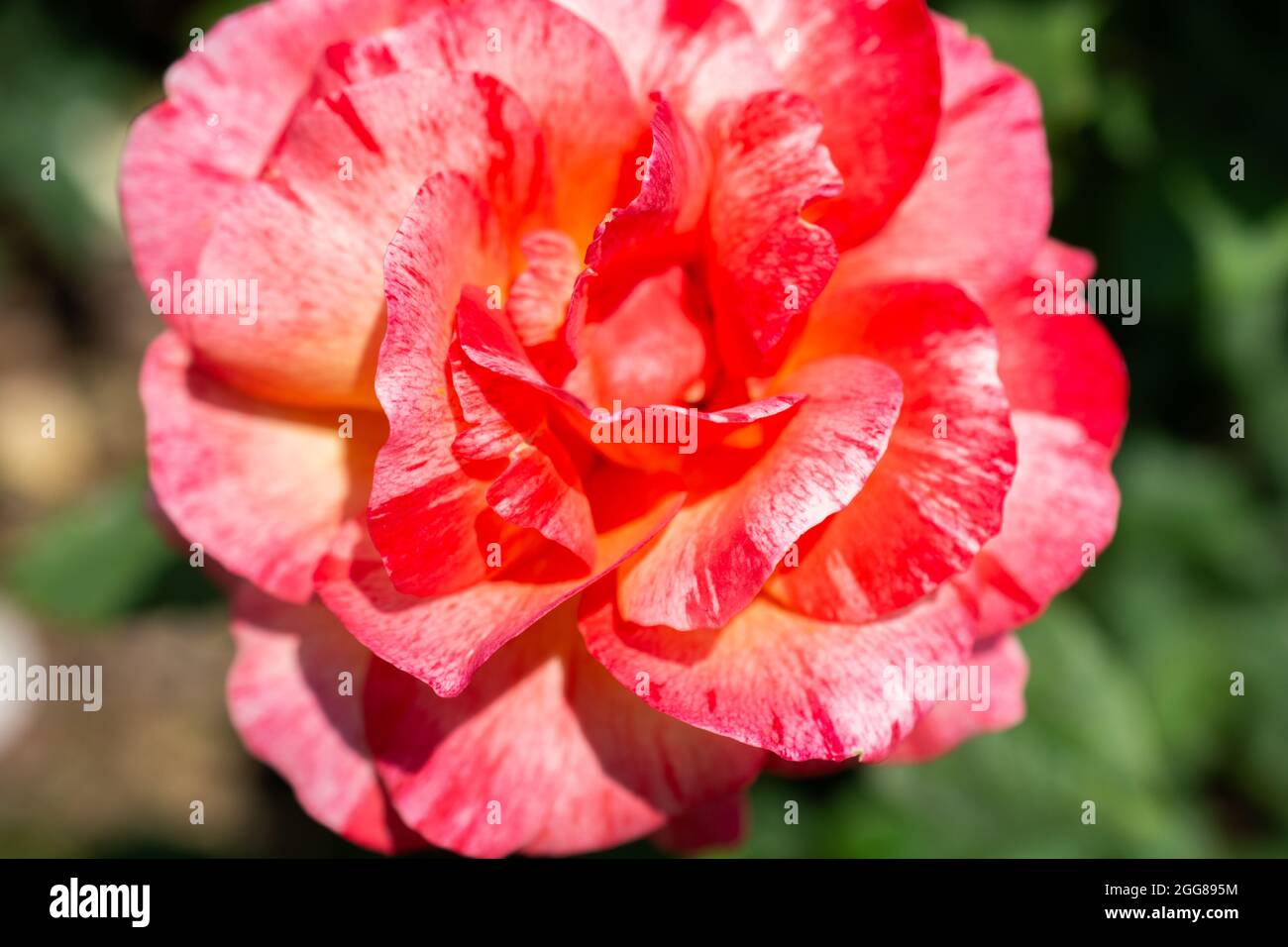 Colorful fresh rose in the close up view Stock Photo - Alamy