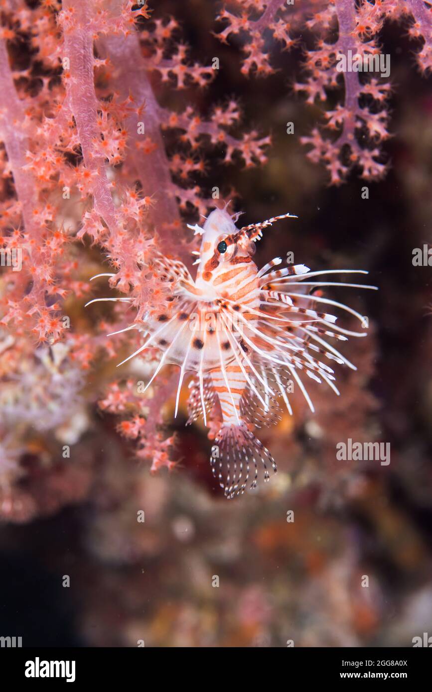 Red sea lionfish underwater lion hi-res stock photography and images ...