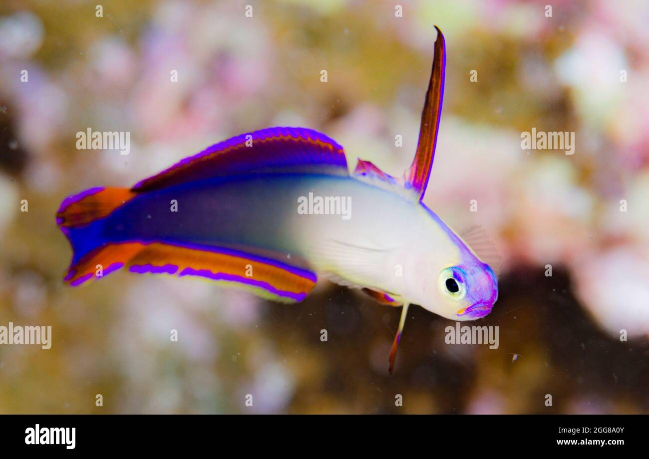 Dart Goby High Resolution Stock Photography and Images - Alamy