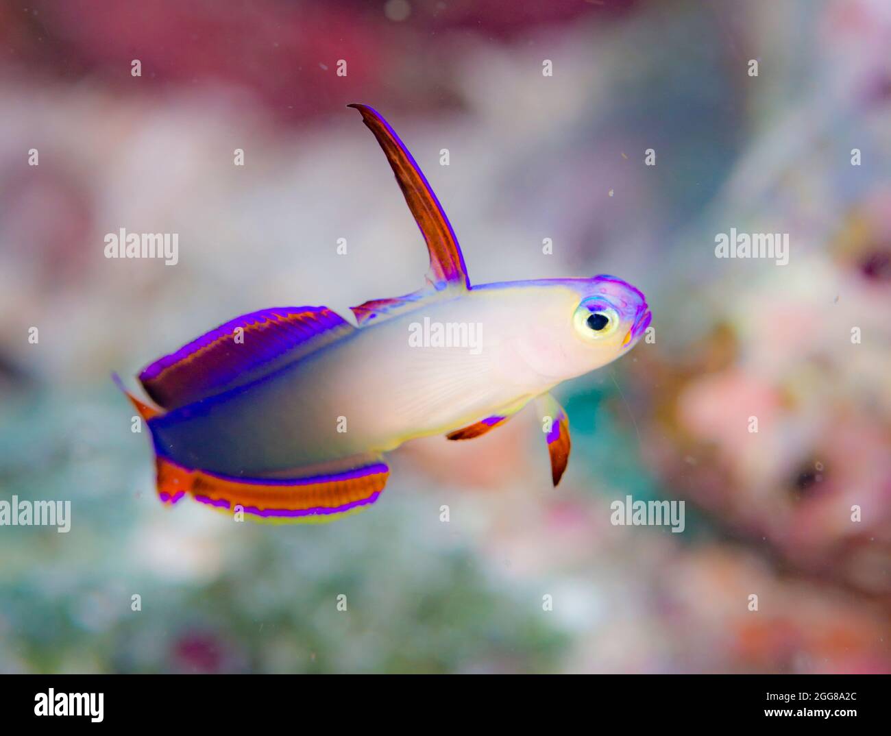 Dart goby hi-res stock photography and images - Alamy