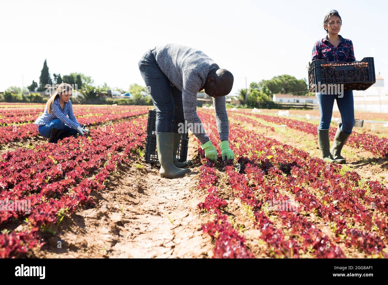 Hispanic field workers hi-res stock photography and images - Alamy