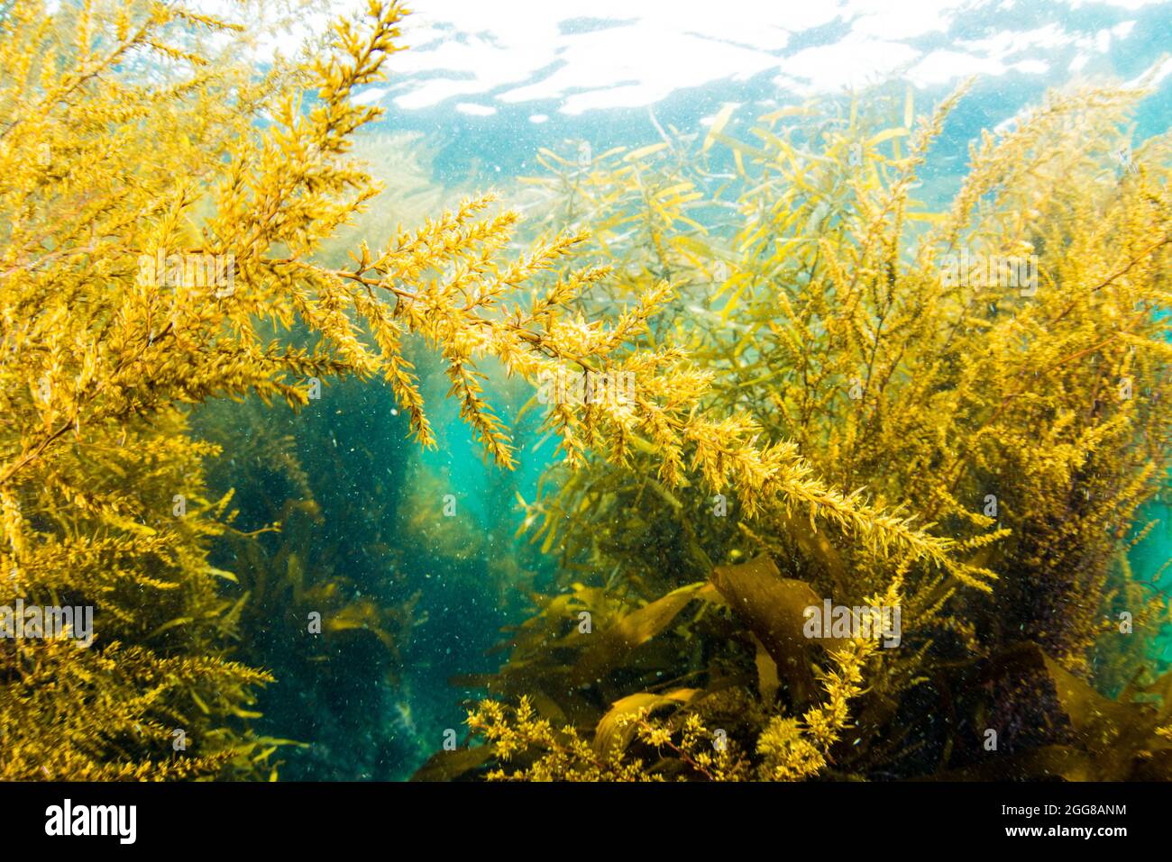 Green Seaweed in Hayama,Kanagawa,Japan Stock Photo - Alamy