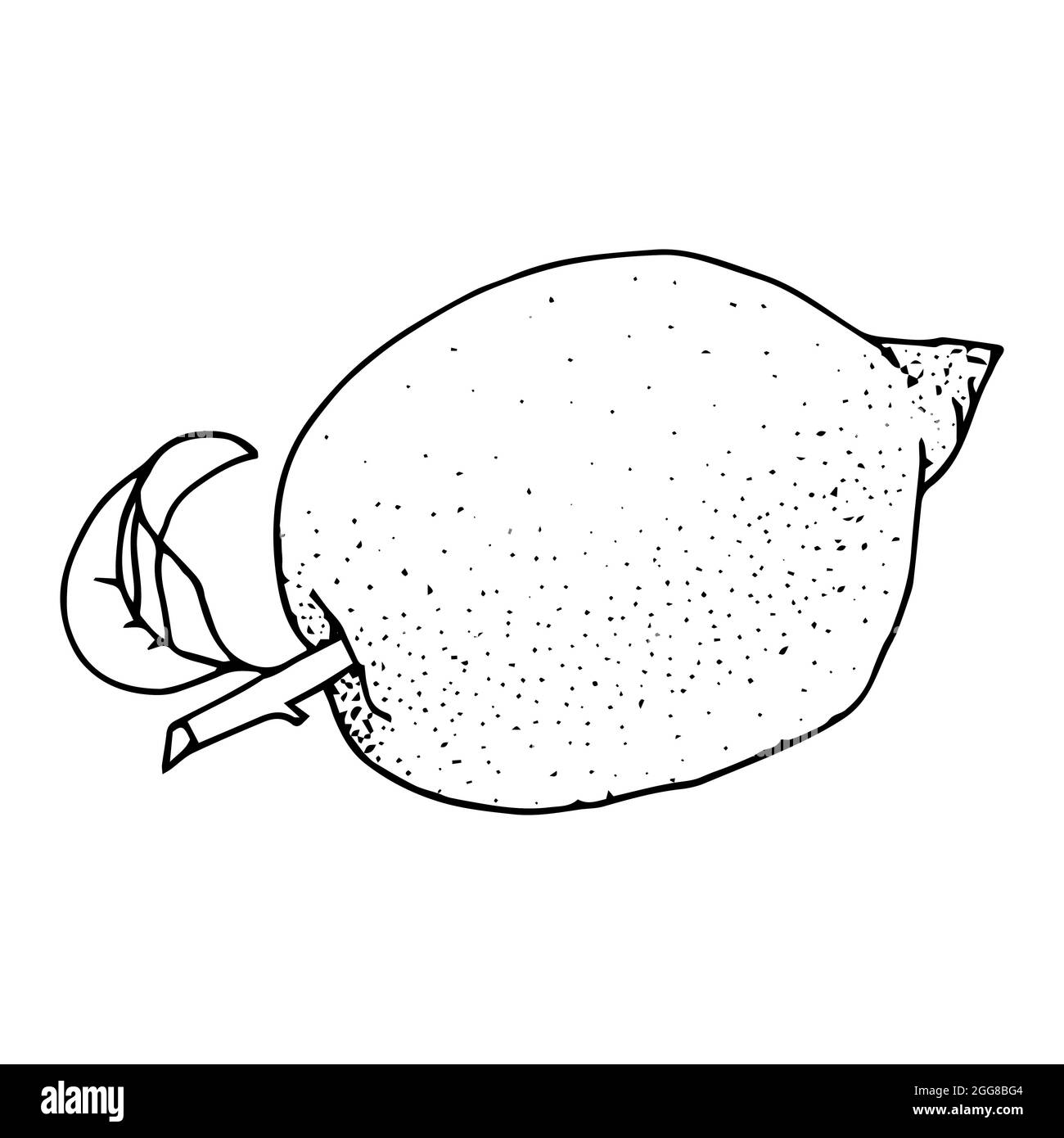 Vector fresh lemon hand draw. lemon doodle icon illustration Stock ...