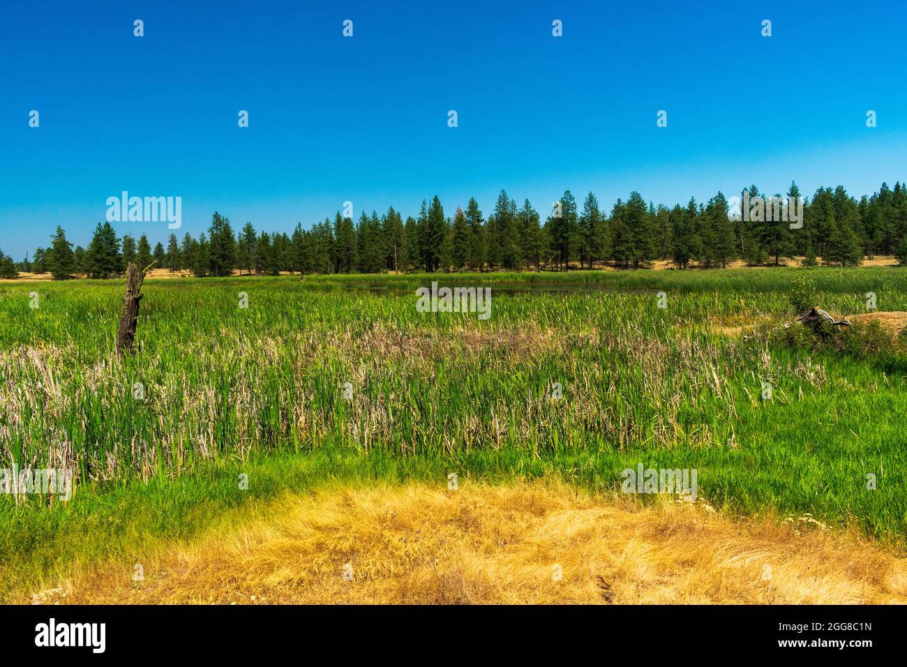 Sunny afternoon at Turnbull National Wildlife Refuge in Cheney, WA, USA ...