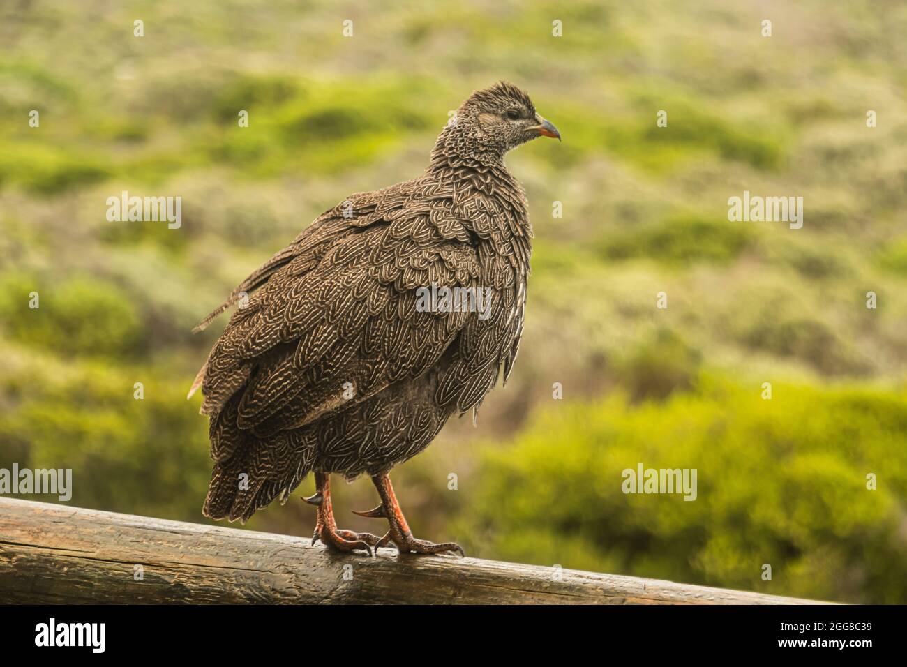 Cape spurfowl or Cape francolin (Pternistis capensis) in Cape Agulhas ...