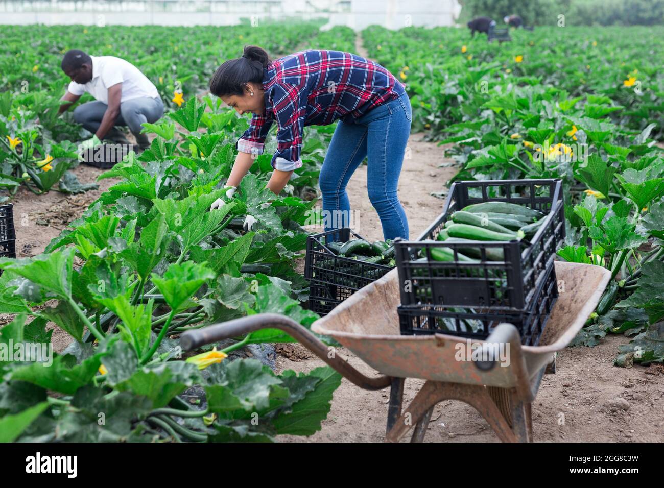 Courgette plantation hi-res stock photography and images - Alamy