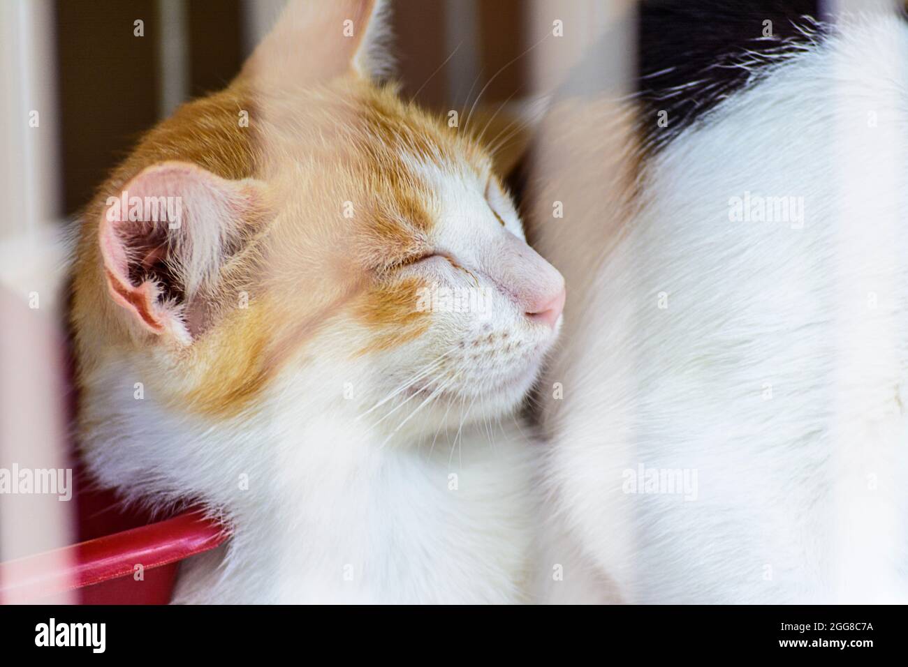 Cat trapped in a cage waiting to be adopted by an adult who likes ...