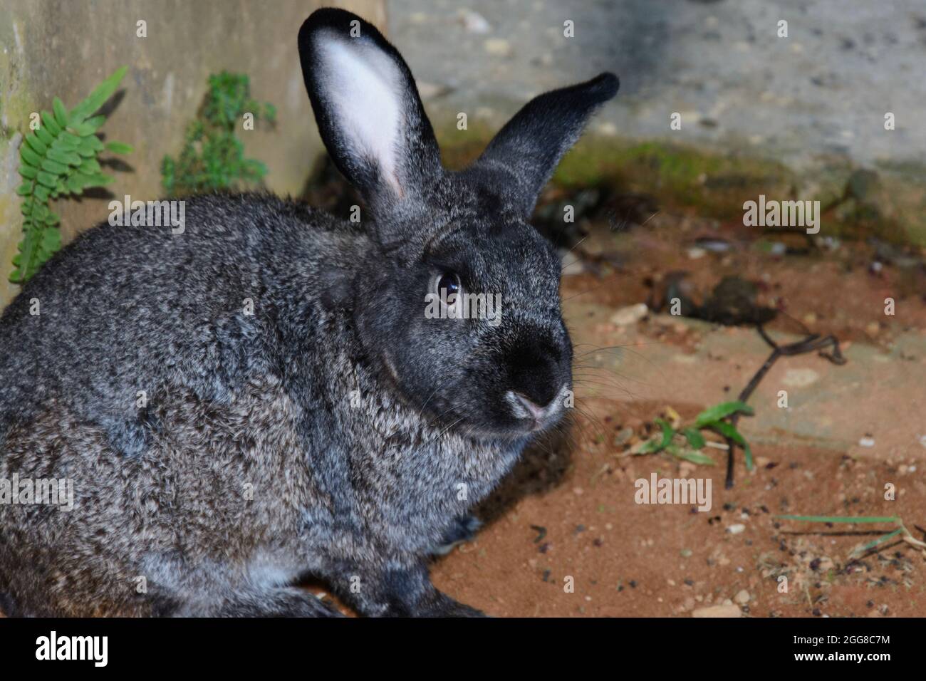 A rabbit straight into the night waiting for its food. In its resting ...