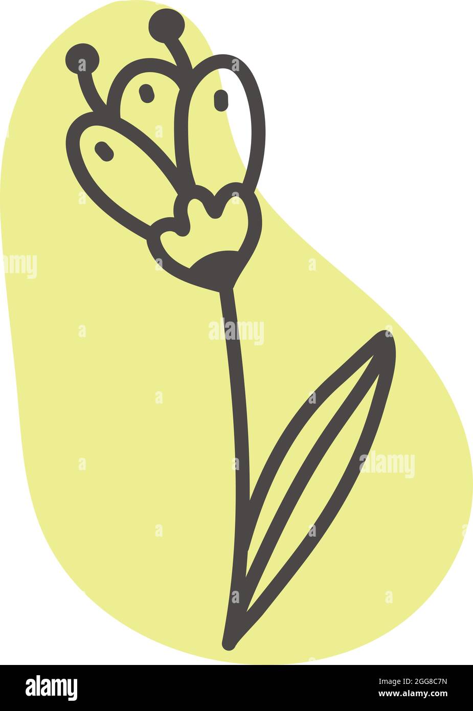 Crocus flower, illustration, vector on a white background Stock Vector ...