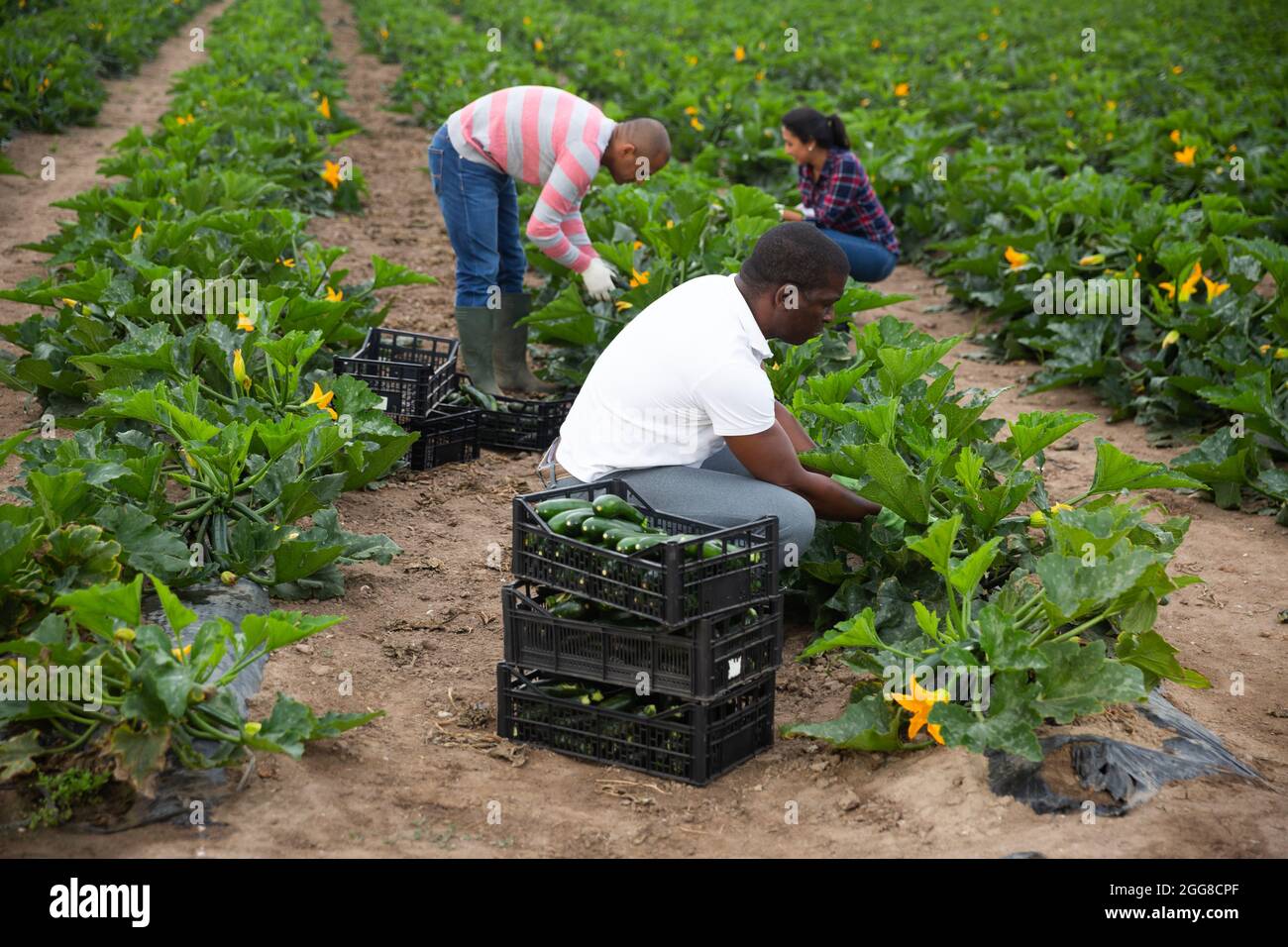 Farm workers gathering crop of zucchini on farm field Stock Photo - Alamy