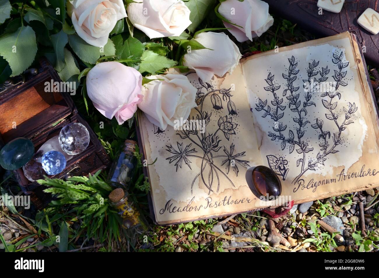 Beautiful roses and open diary with botanical drawings in the garden ...