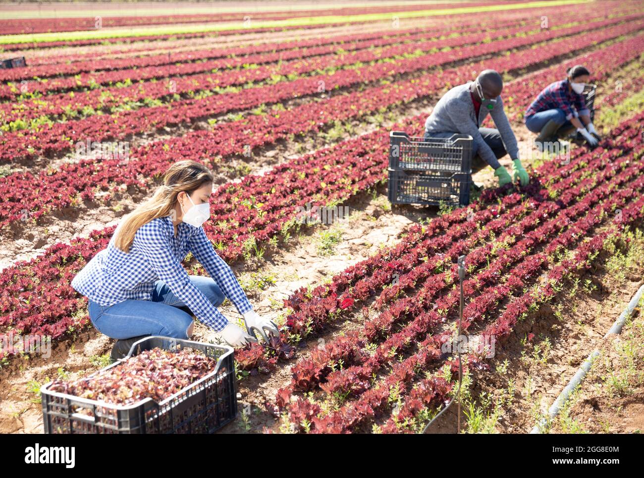 Farm workers in face masks cutting red lettuce on plantation Stock ...