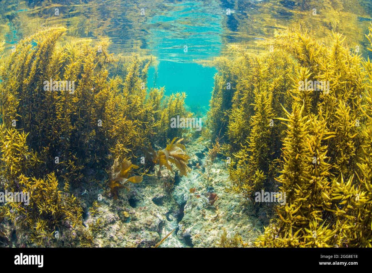 Green seaweed underwater hi-res stock photography and images - Alamy