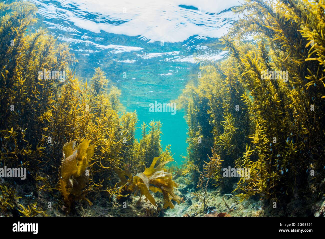 Japanese Seaweed Underwater