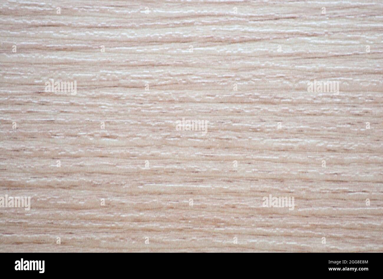 Bleached oak, polished flat surface of natural light wood close-up ...