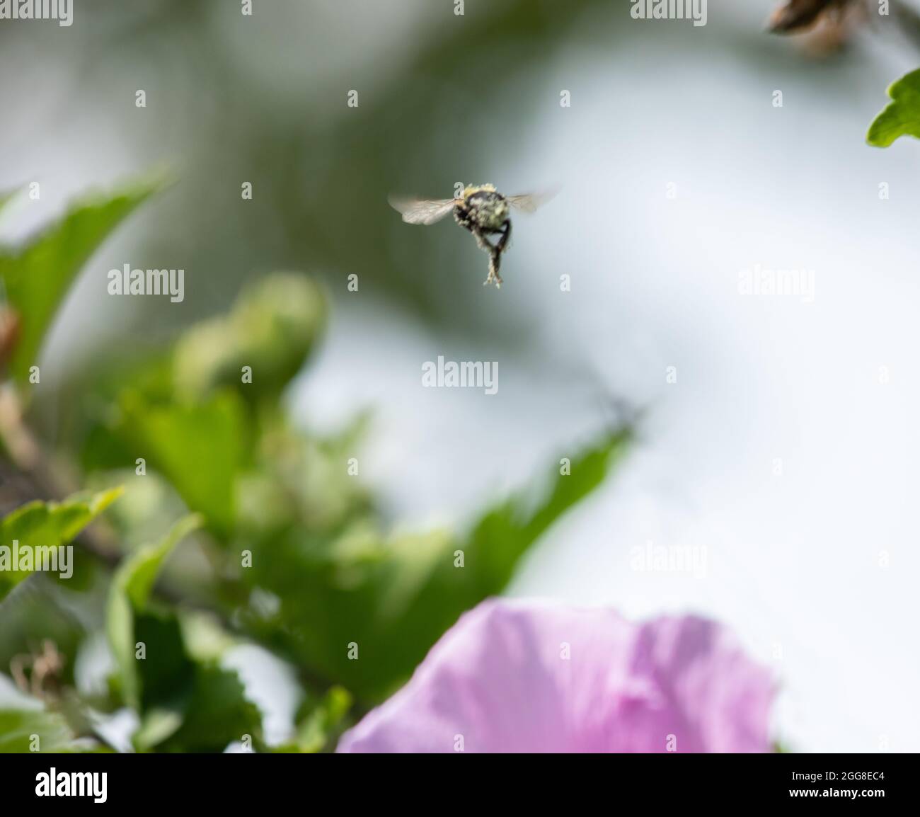 A bumble bee flying through a garden Stock Photo - Alamy
