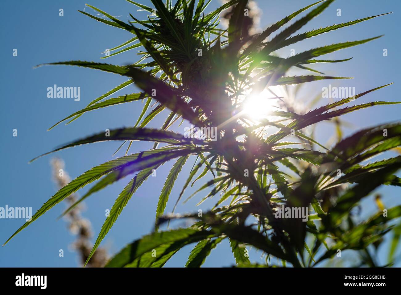 Hemp leaf hi-res stock photography and images - Alamy