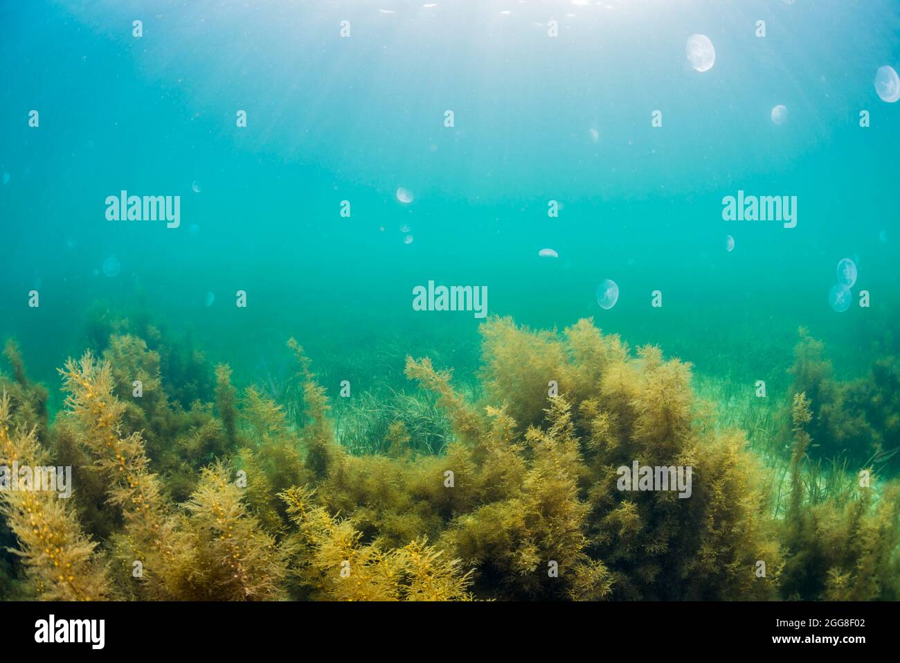 Seaweed and Sunlight Stock Photo - Alamy