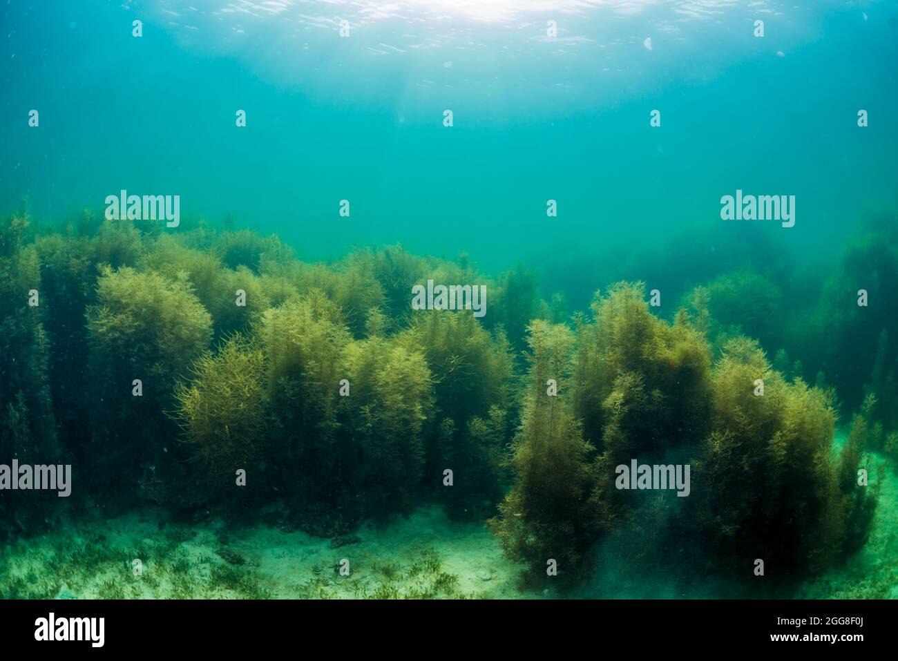 Seaweed and Sunlight Stock Photo - Alamy
