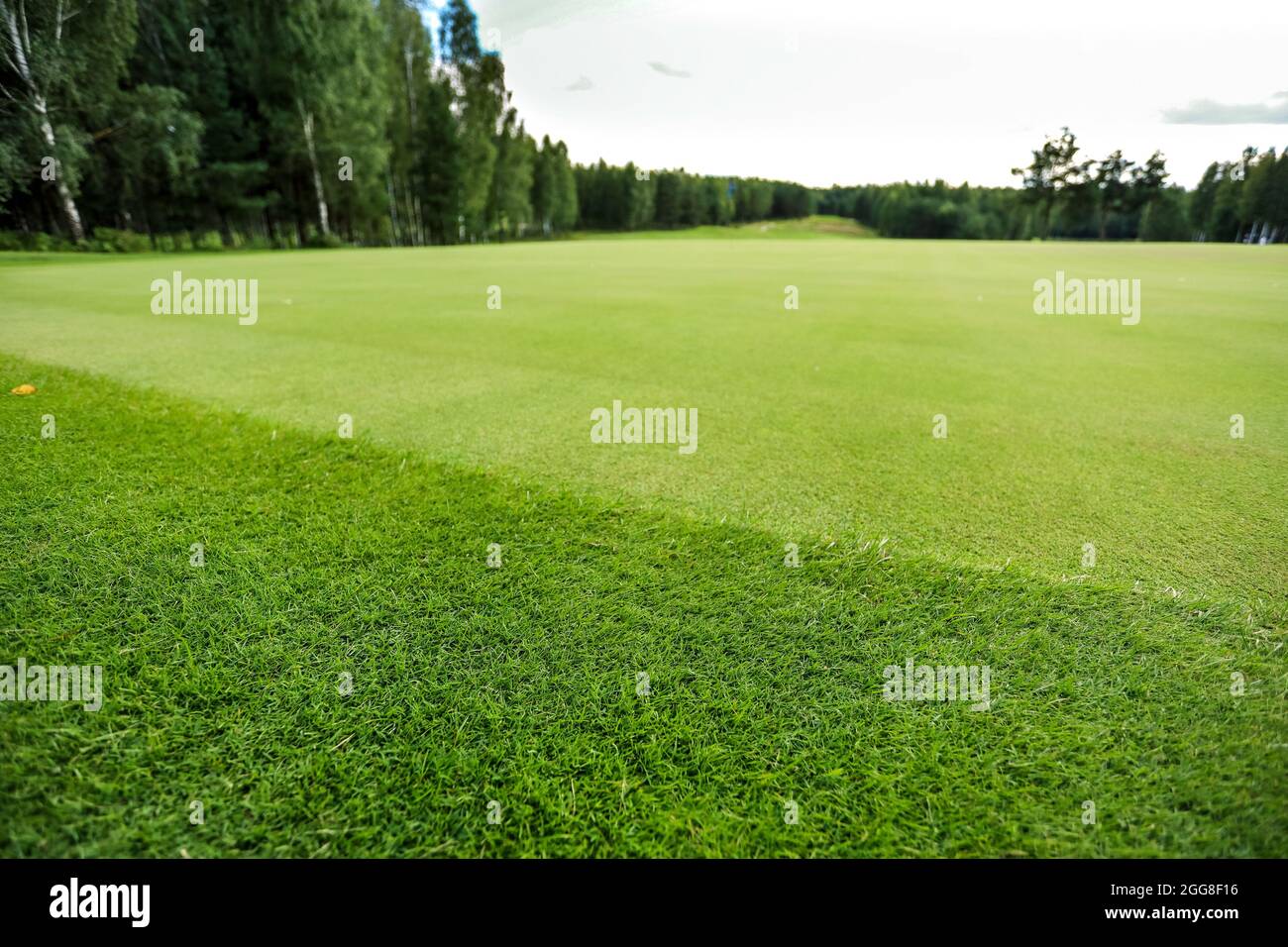 Fresh green grass background turf a top view. High quality photo Stock ...