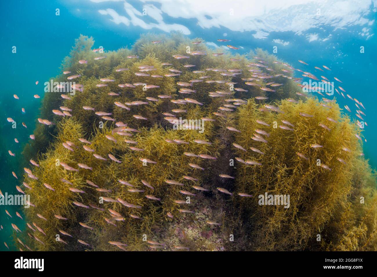 Seaweed and Sunlight Stock Photo - Alamy