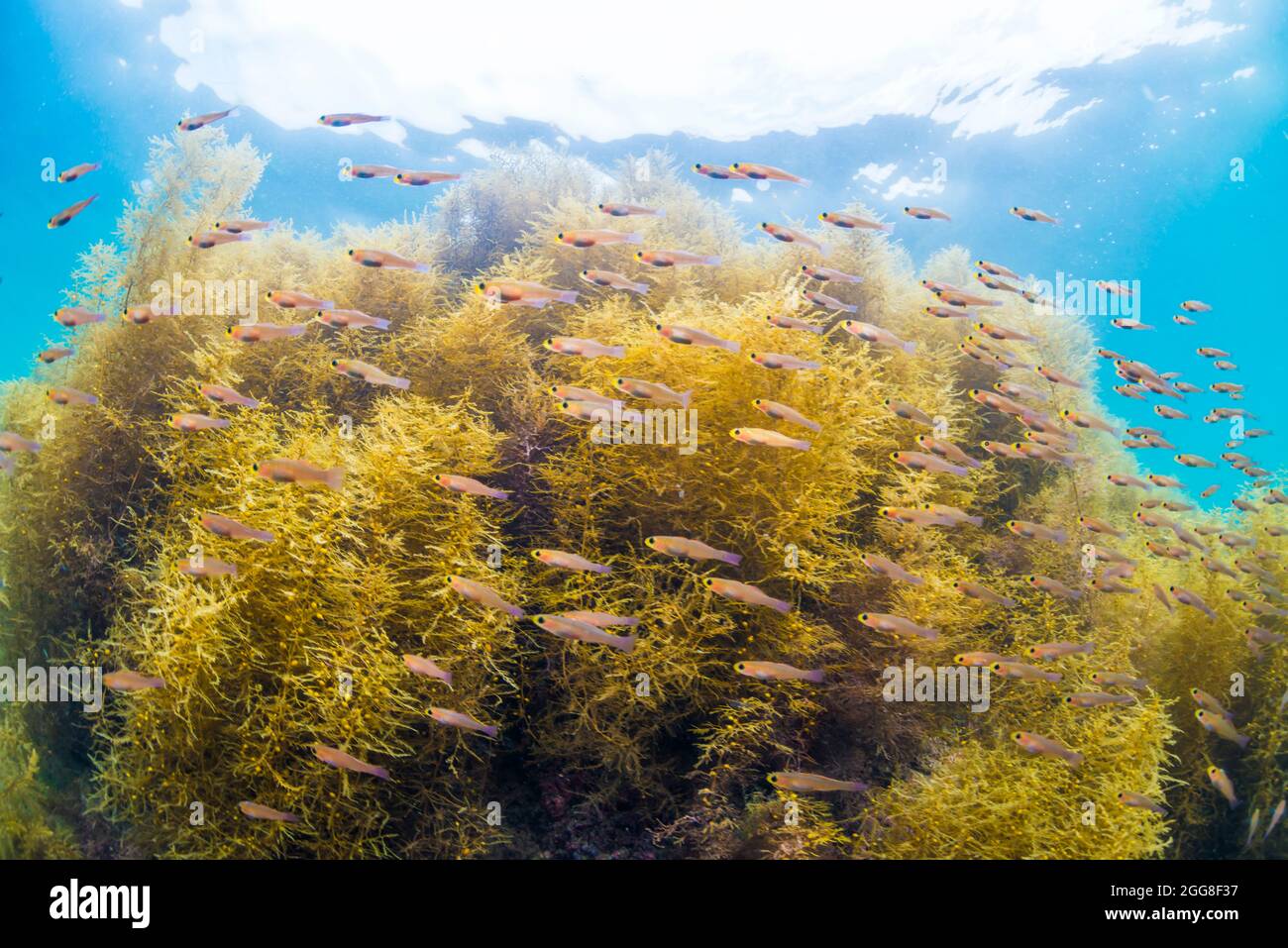 Seaweed and Sunlight Stock Photo - Alamy