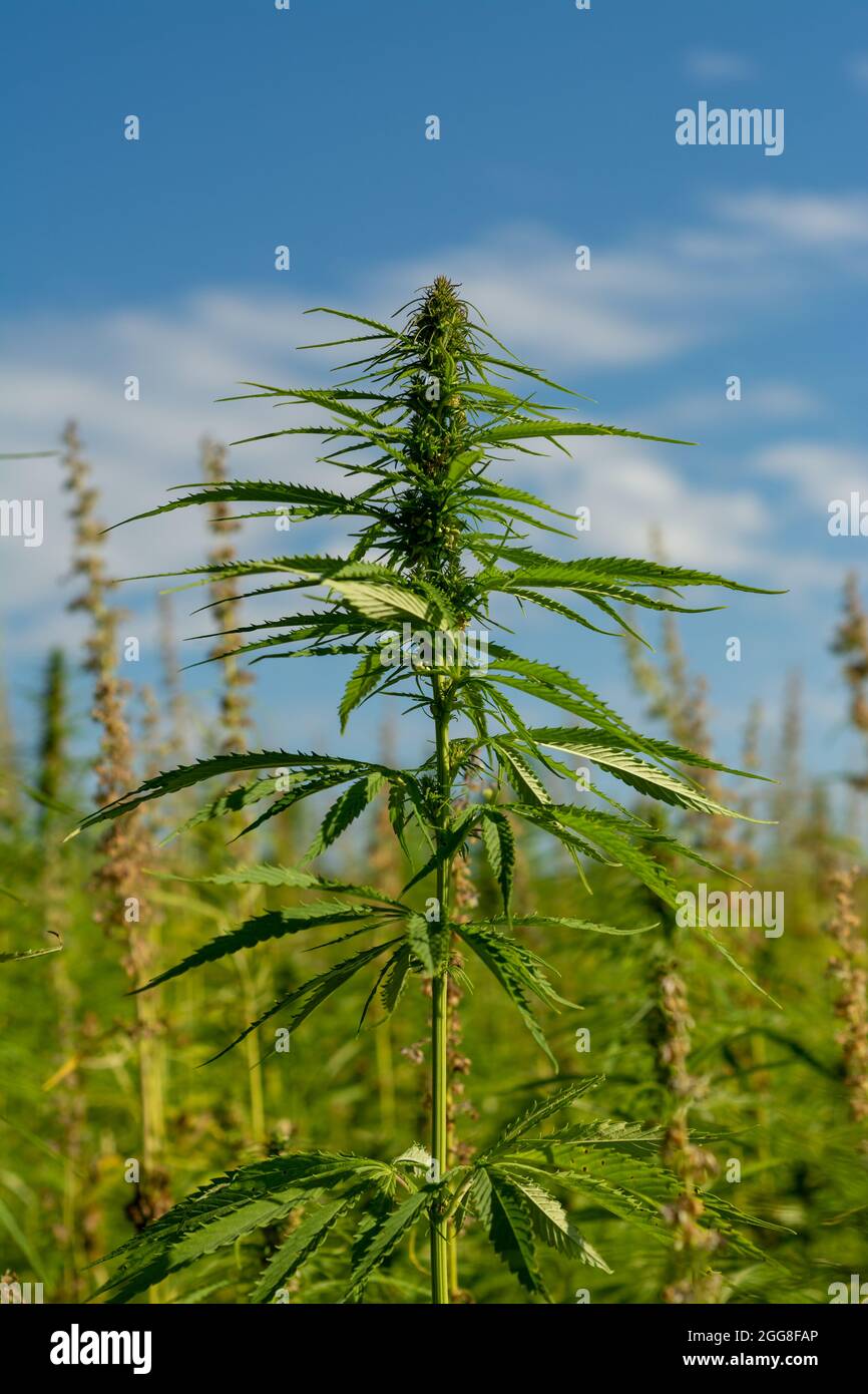 Hemp leaf hi-res stock photography and images - Alamy