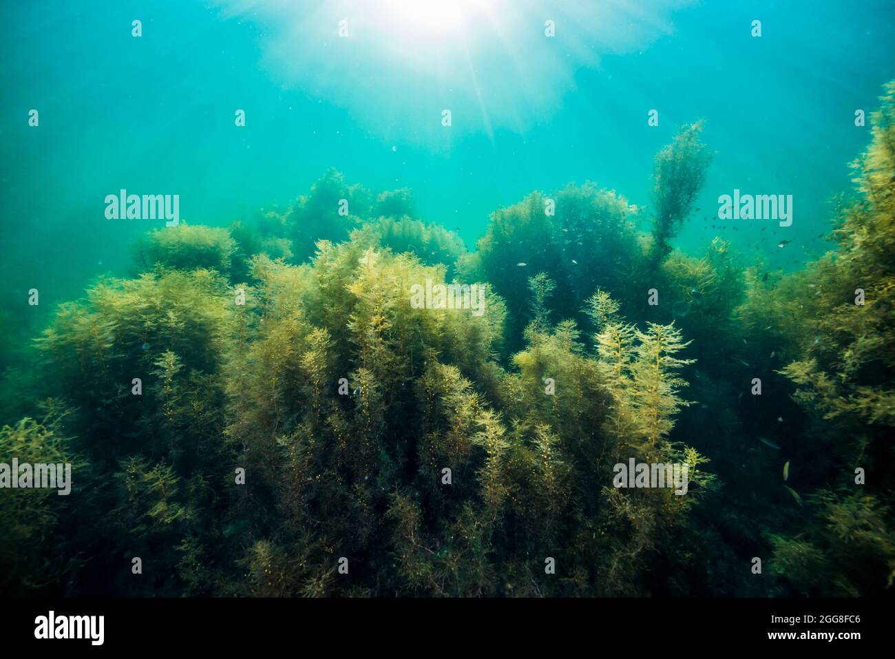 Seaweed and Sunlight Stock Photo - Alamy