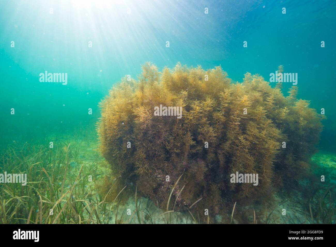 Seaweed and Sunlight Stock Photo - Alamy