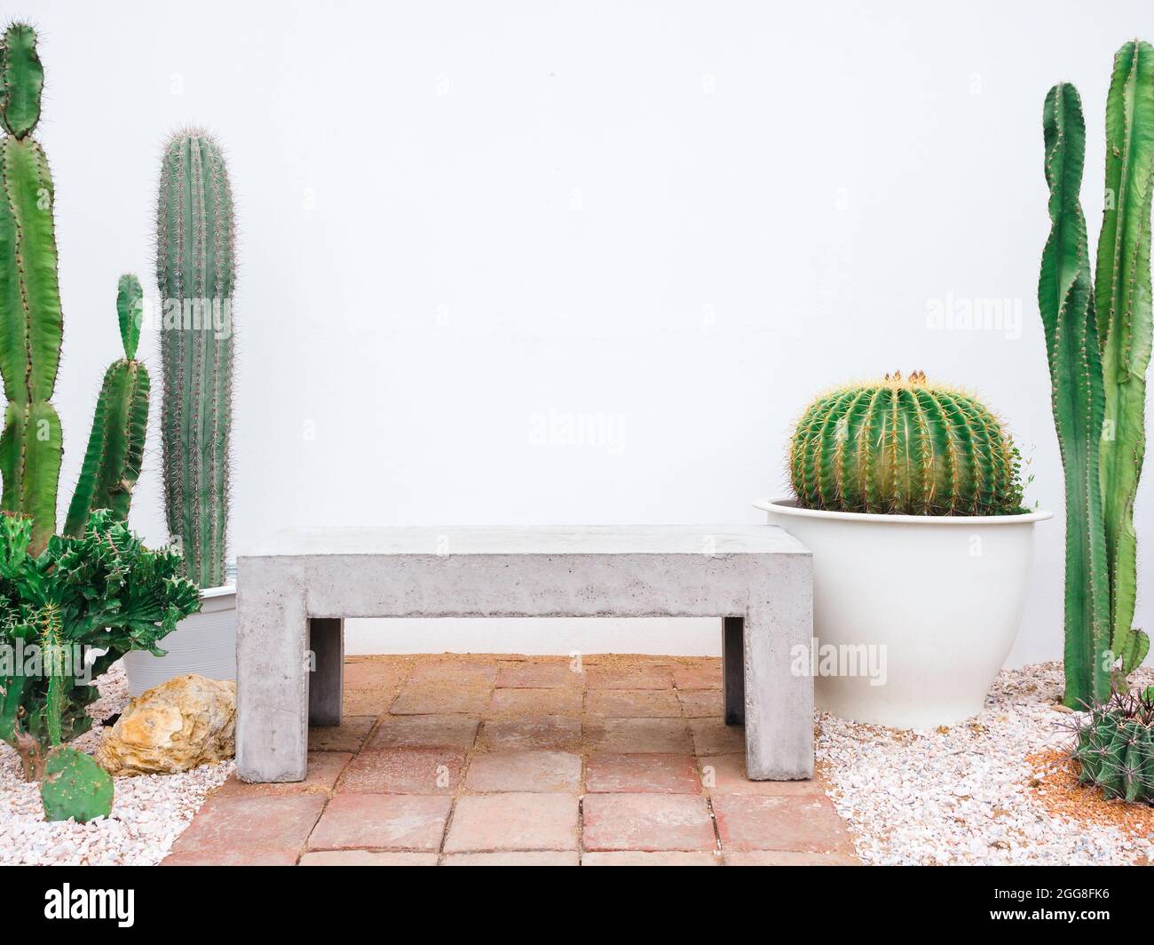 Various growing green cactus plant and concrete bench set in cactus ...