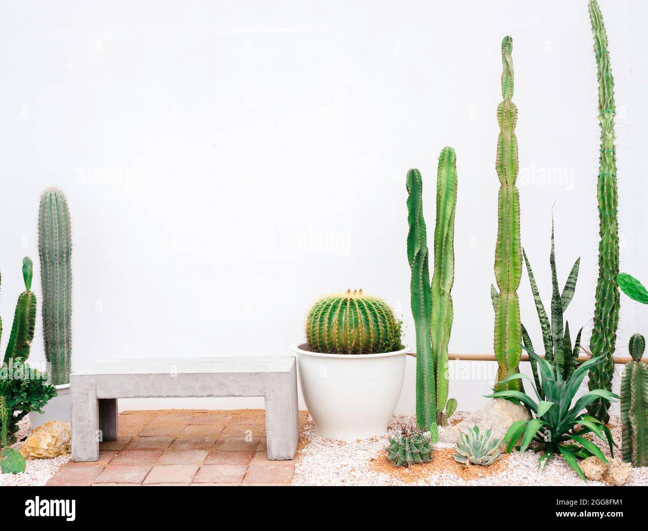 Various growing green cactus plant and concrete bench set in cactus ...