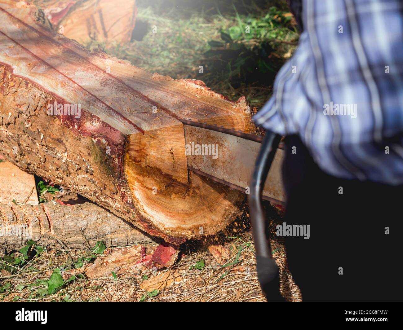 The big log, trees are being cut with old chainsaw by lumberjack worker ...
