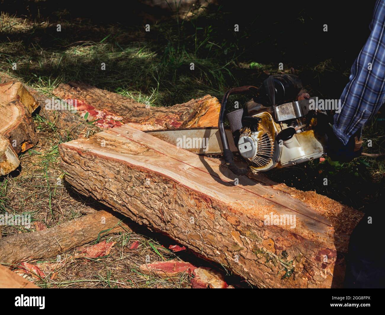 The big log, trees are being cut with old chainsaw by lumberjack worker ...