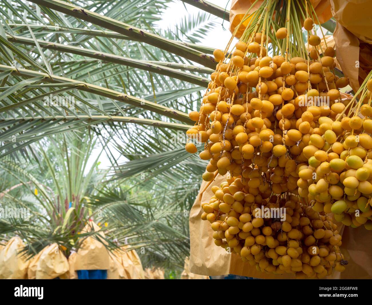 Dates on palm tree. Bunch of yellow dates on date palm Stock Photo - Alamy
