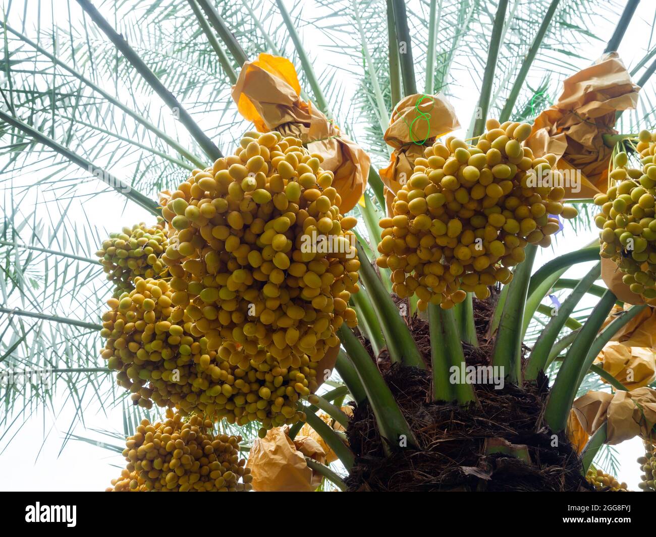 Dates on palm tree. Bunch of yellow dates on date palm Stock Photo - Alamy