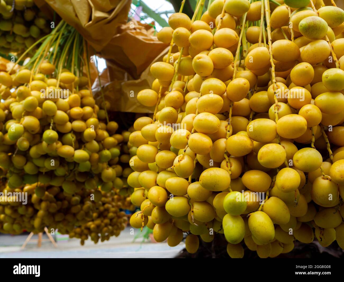 Dates on palm tree. Close-up bunch of yellow dates on date palm Stock ...