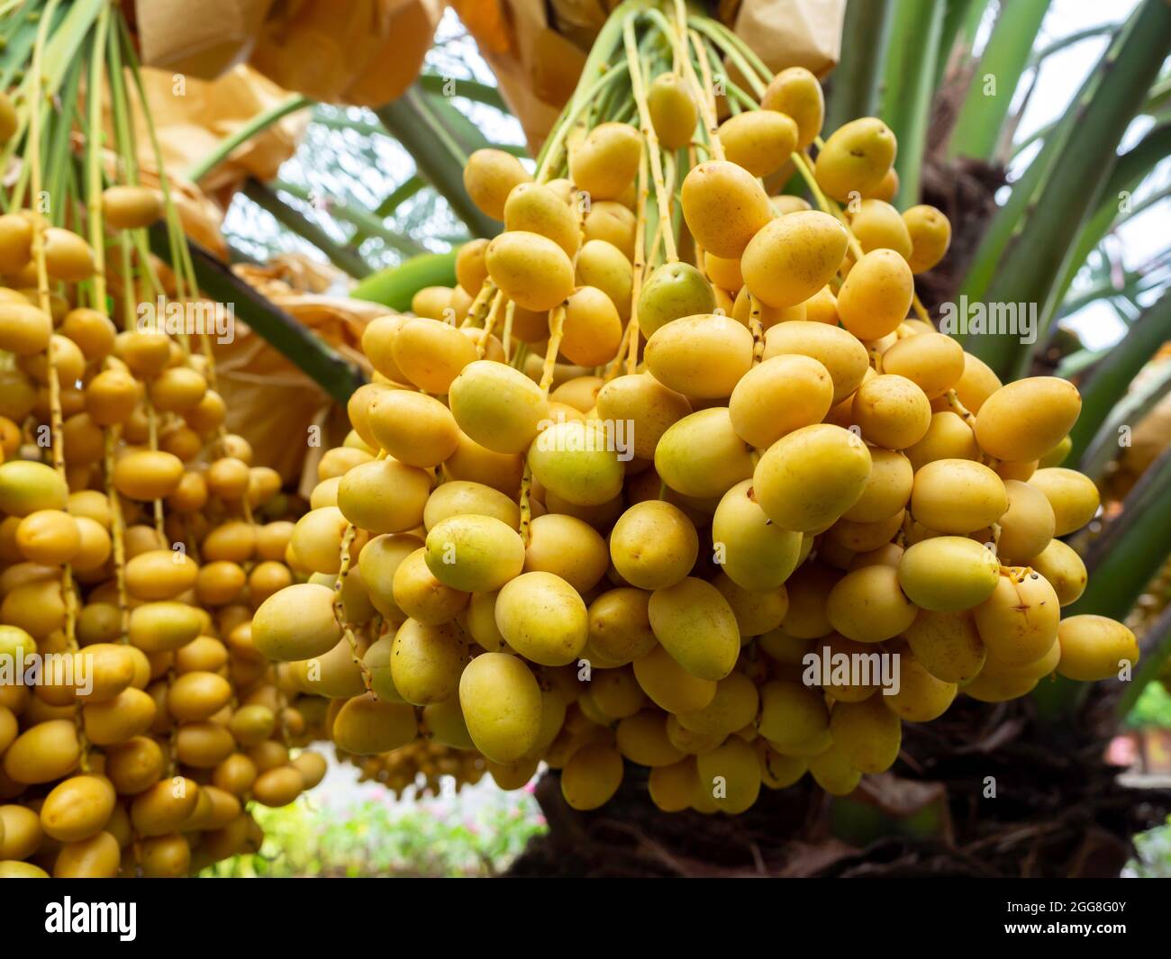 Dates on palm tree. Close-up bunch of yellow dates on date palm Stock ...