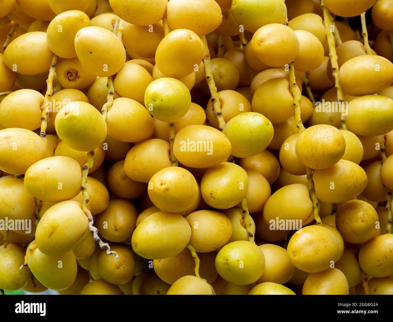 Dates on palm tree. Close-up bunch of yellow dates on date palm Stock ...